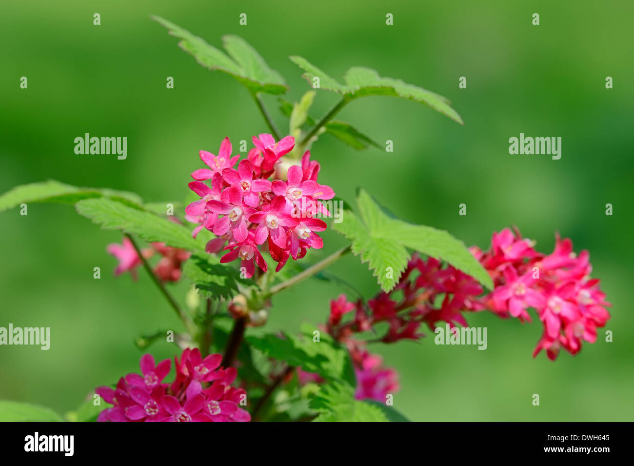 Red-flowering Currant (Ribes sanguineum Stock Photo - Alamy