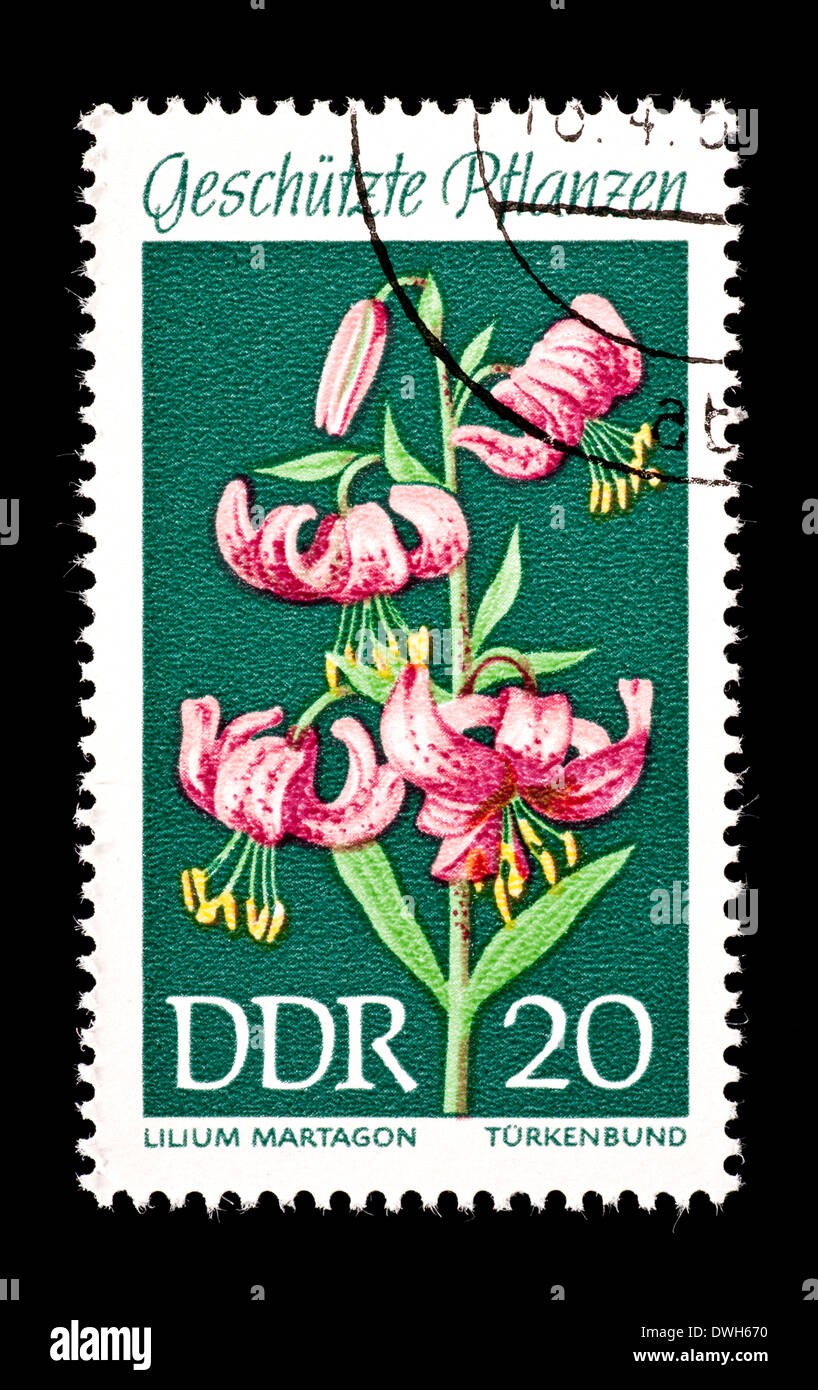 Postage stamp from East Germany (DDR) depicting garden turk's lily ...