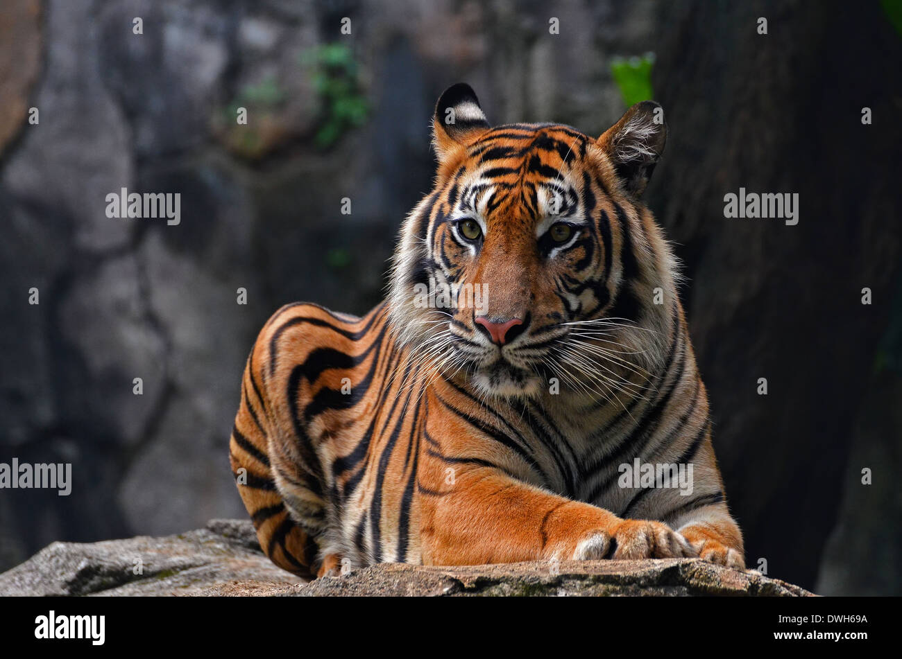 Tiger relax hi-res stock photography and images - Alamy