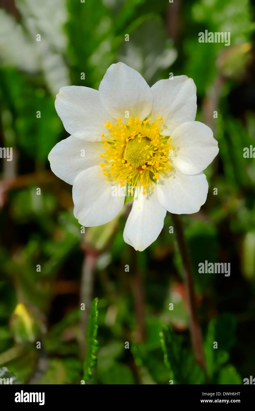 Mountain Avens, White Dryas or White Dryad (Dryas octopetala Stock ...