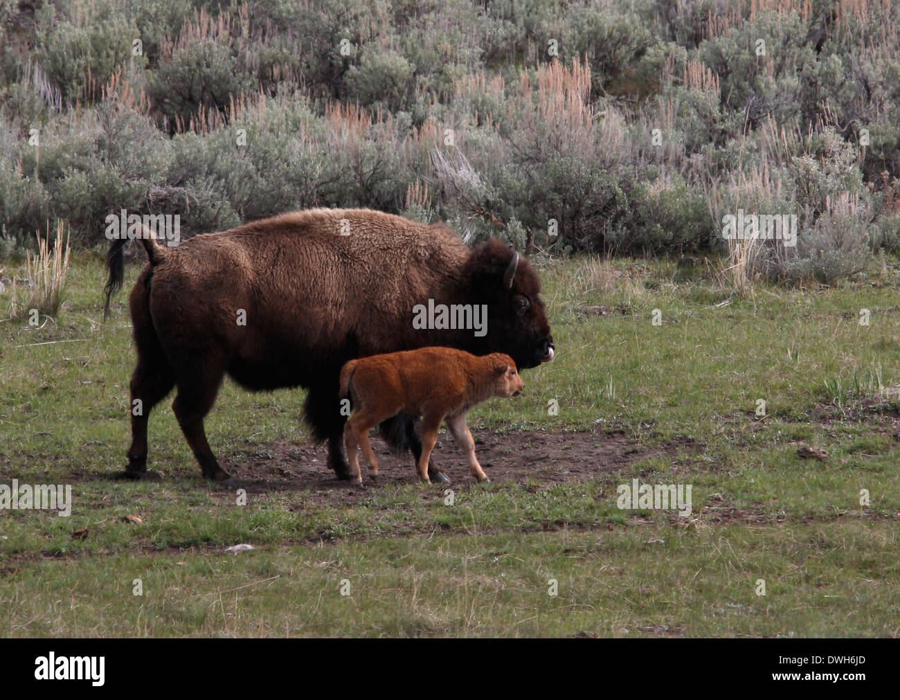 Bison hunt hi-res stock photography and images - Alamy