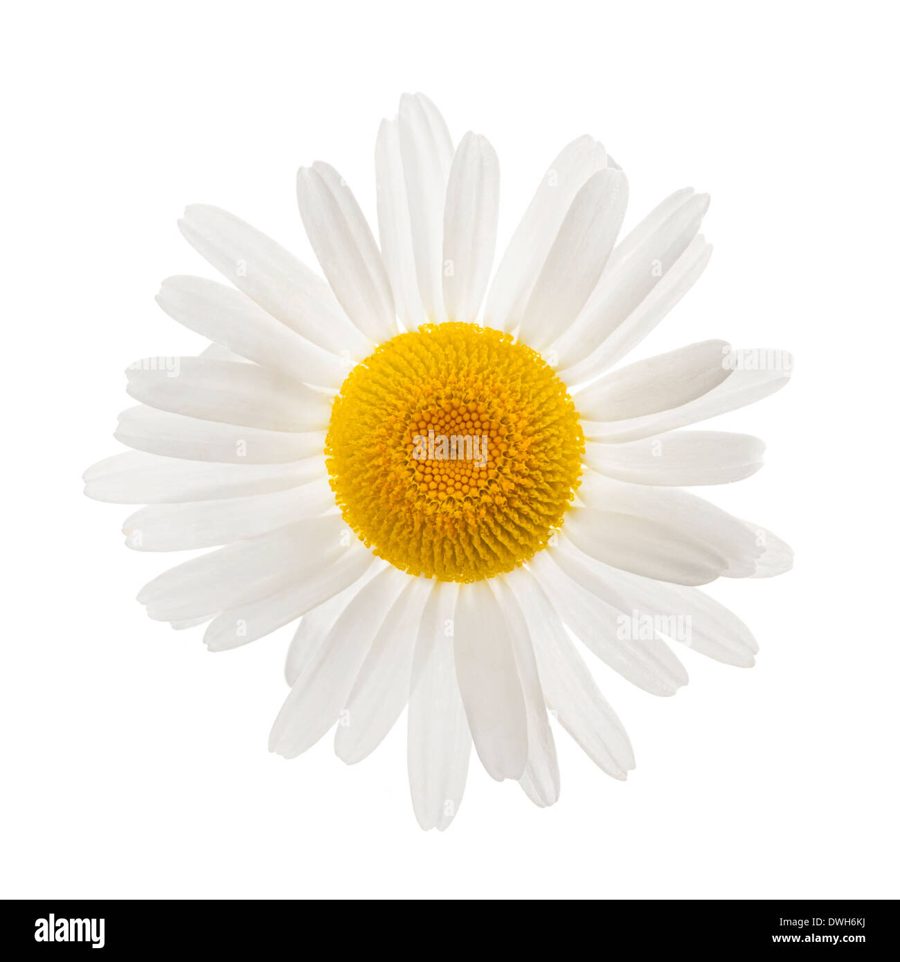 One daisy flower from above isolated on white background Stock Photo ...