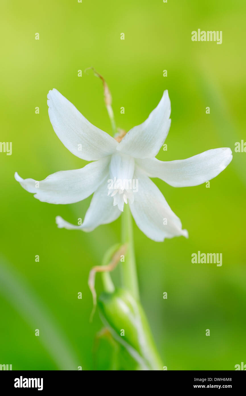 Drooping Star-of-Bethlehem or Nodding Star of Bethlehem (Ornithogalum ...