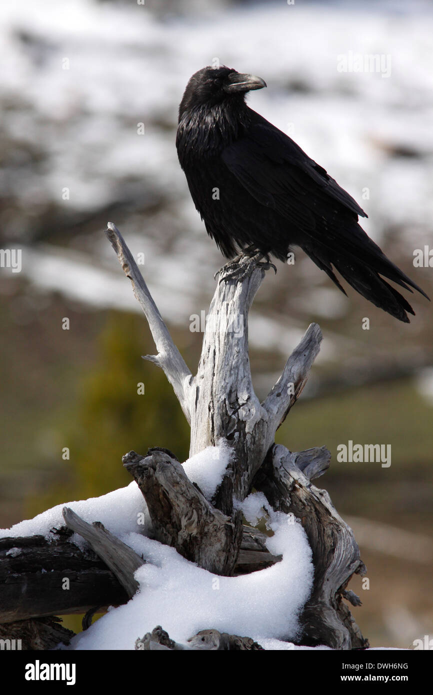 Raven On Log High Resolution Stock Photography and Images - Alamy