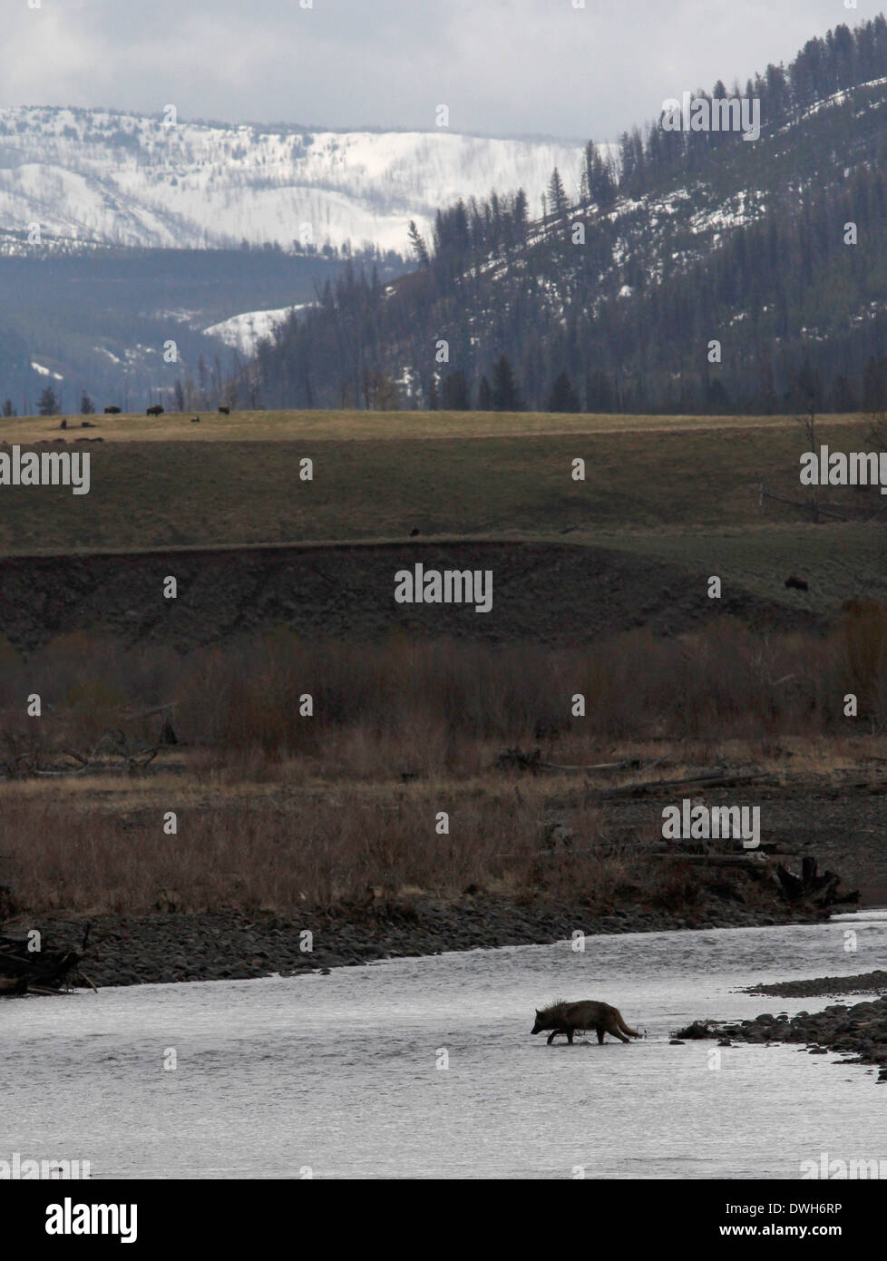 Wolf crossing hi-res stock photography and images - Alamy