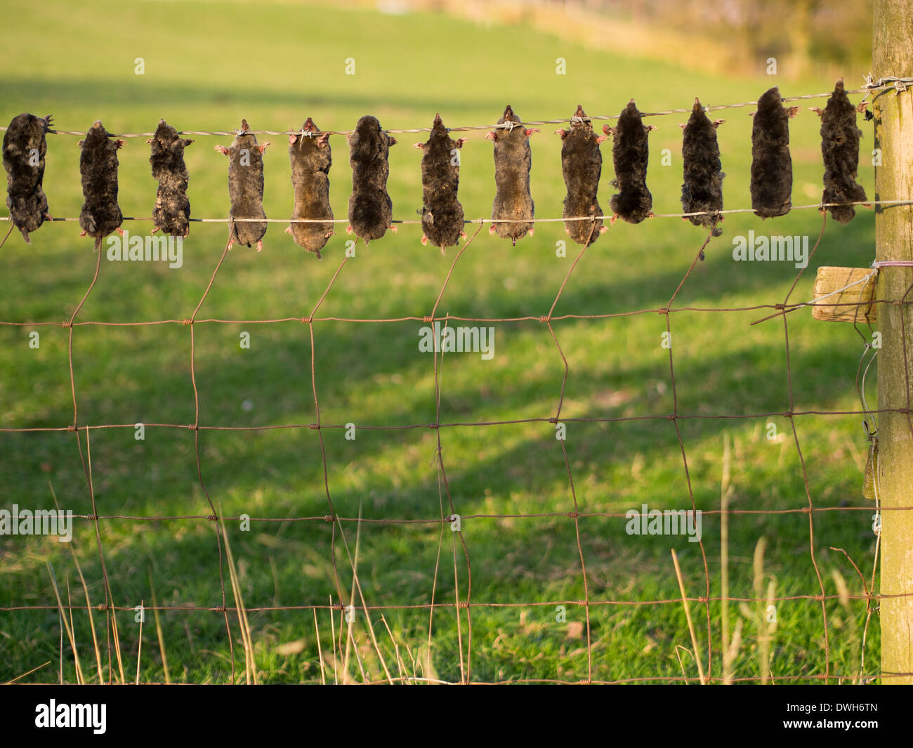 Dead Moles Hanging from a Fence Stock Photo - Alamy