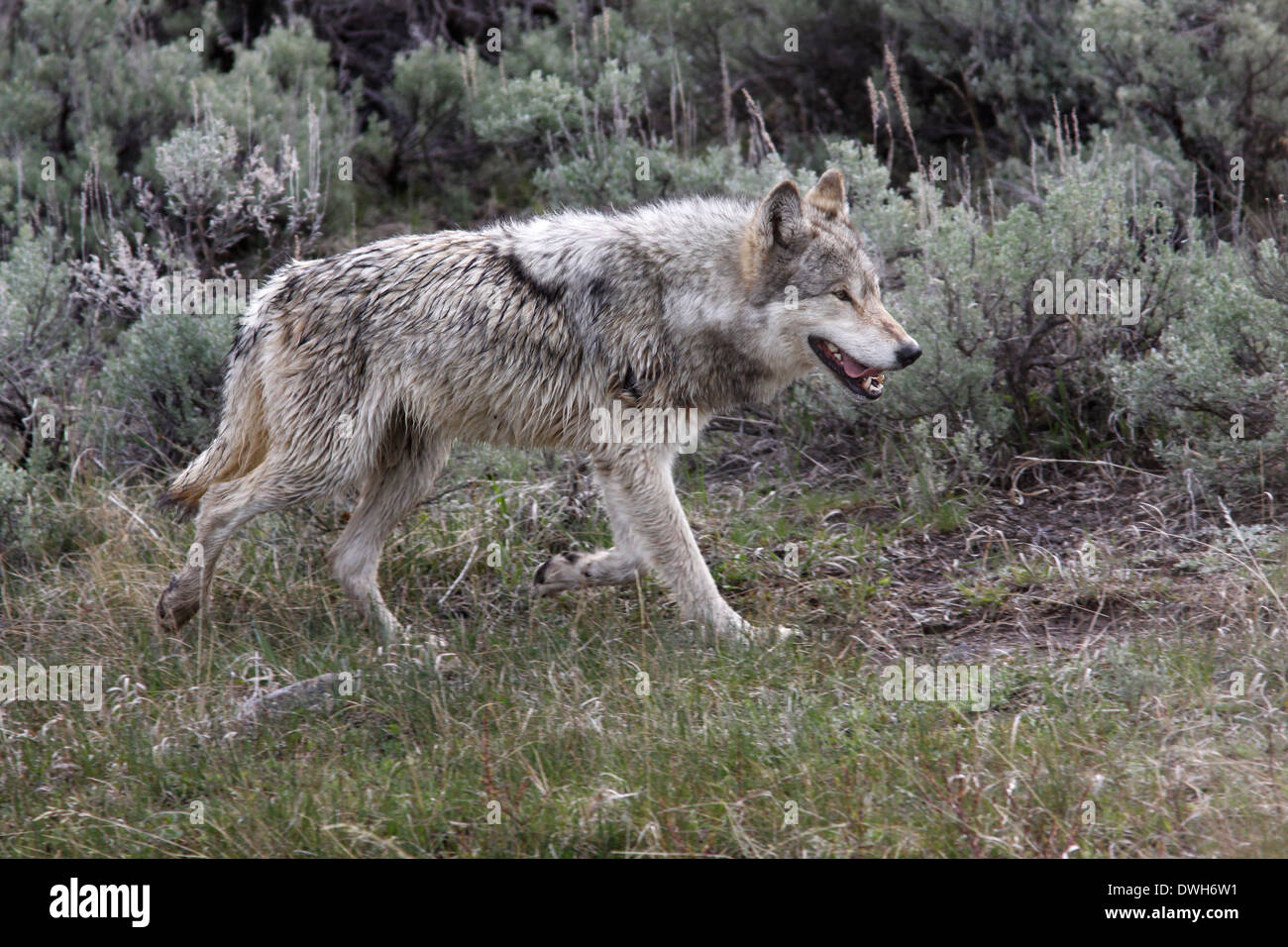 Yellowstone gray wolf feeding hi-res stock photography and images - Alamy
