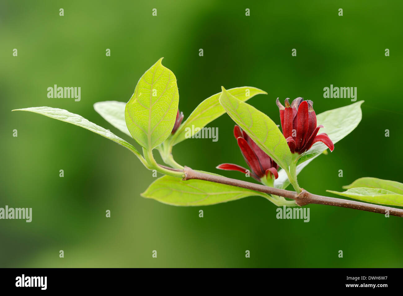 Common Sweetshrub, Carolina Allspice or Strawberry Shrub (Calycanthus ...