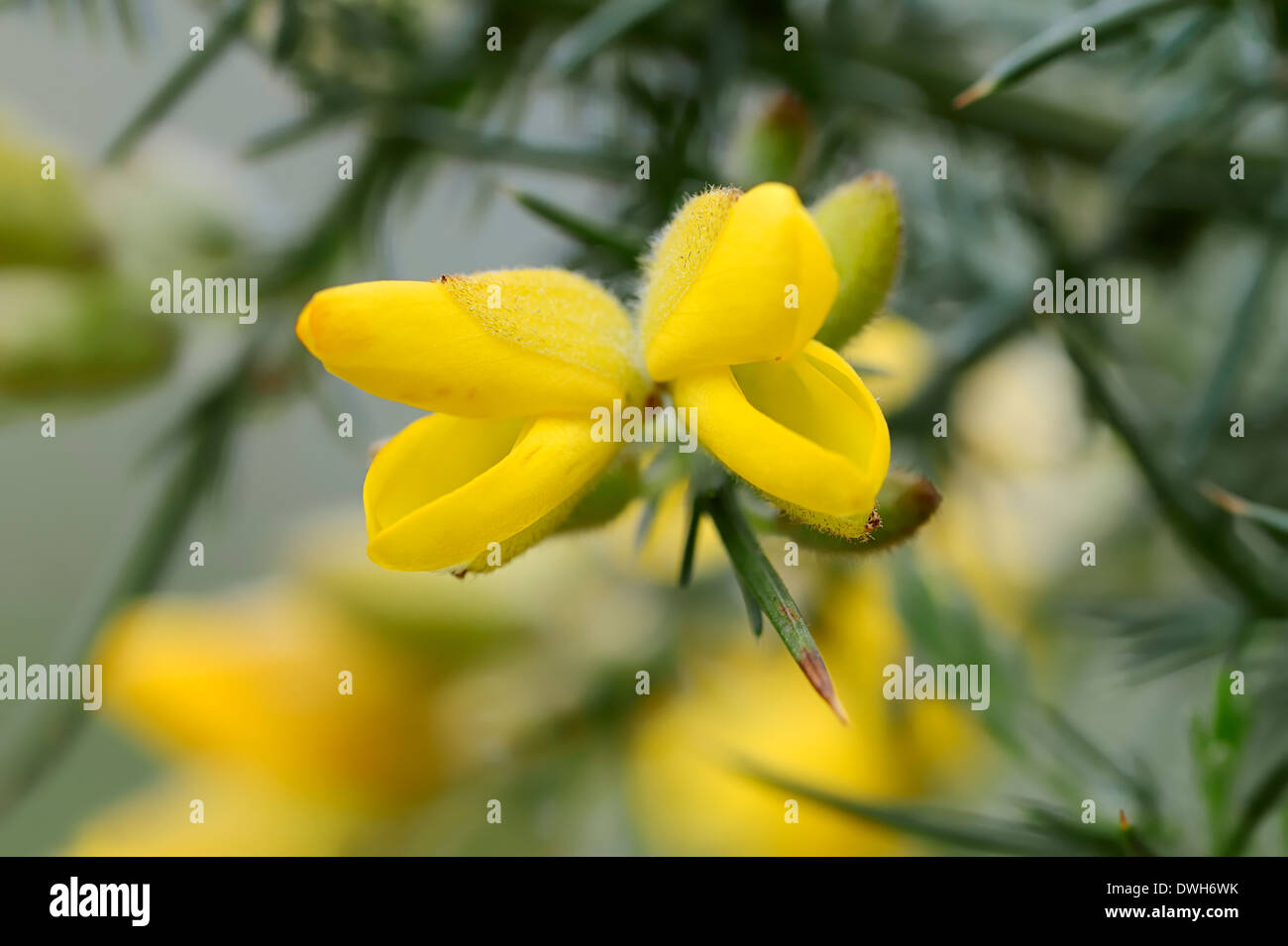 Western Gorse, Dwarf Gorse or Dwarf Furze (Ulex gallii), France Stock ...