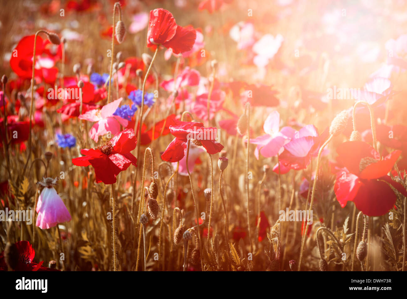 Red wildflowers hi-res stock photography and images - Alamy