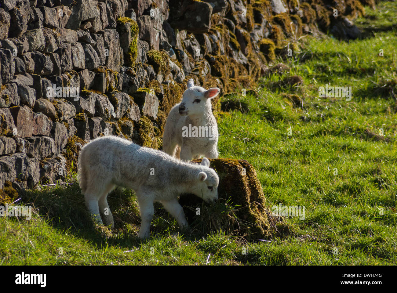 Gamboling lambs hi-res stock photography and images - Alamy