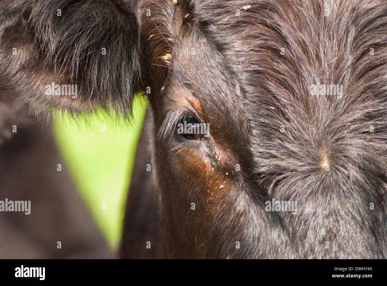 A close up view of a cow's eye Stock Photo - Alamy