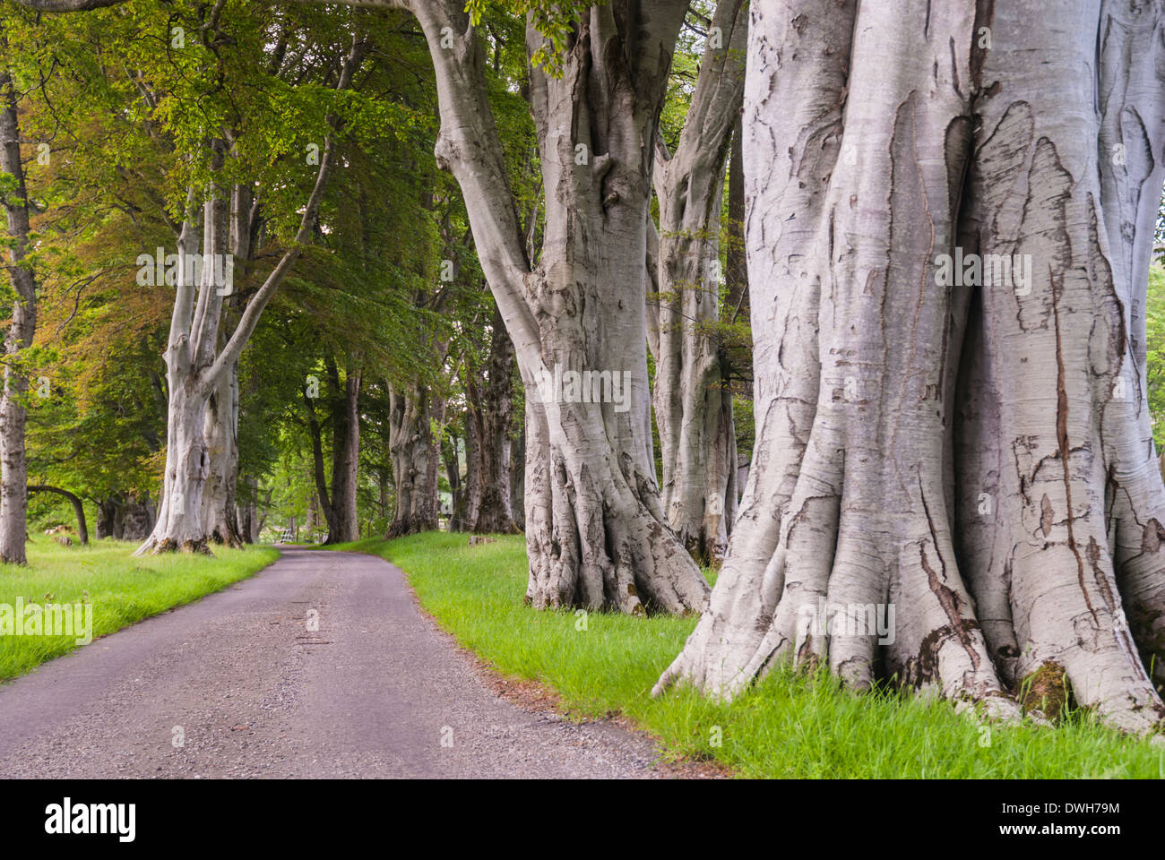 Silver beeches hi-res stock photography and images - Alamy