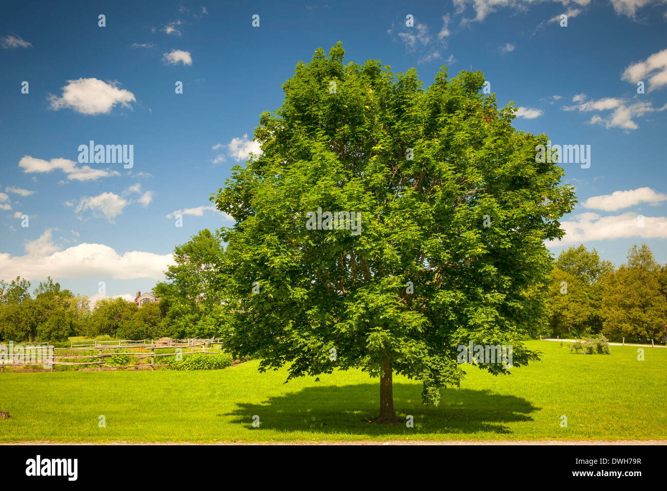 Large single maple tree on sunny summer day in green field with blue ...