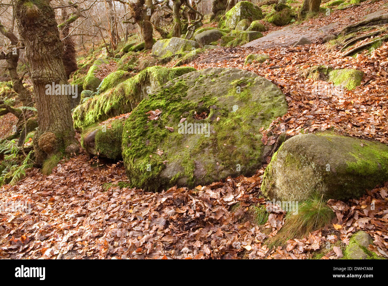 An abandoned Mill Stone covered in moss at Padley Gorge, Derbyshire ...