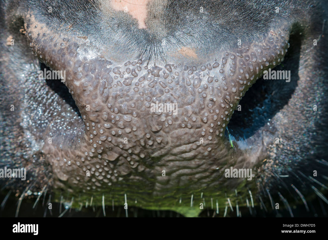 Closeup view of a cow's nose Stock Photo - Alamy