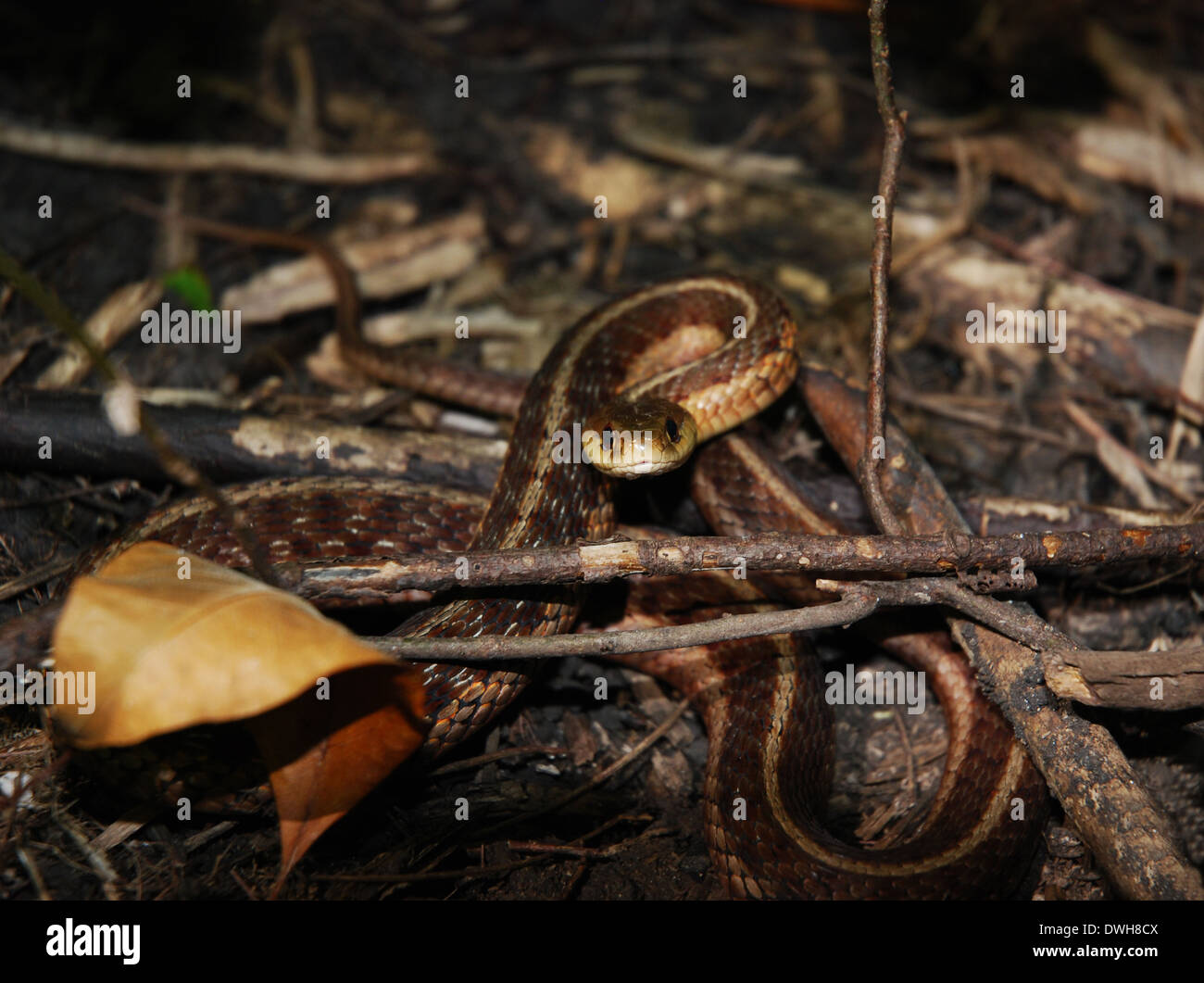 Garter snake ready to strike Stock Photo - Alamy