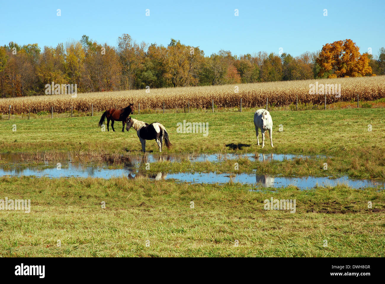 Reflection of horses in water hi-res stock photography and images - Alamy