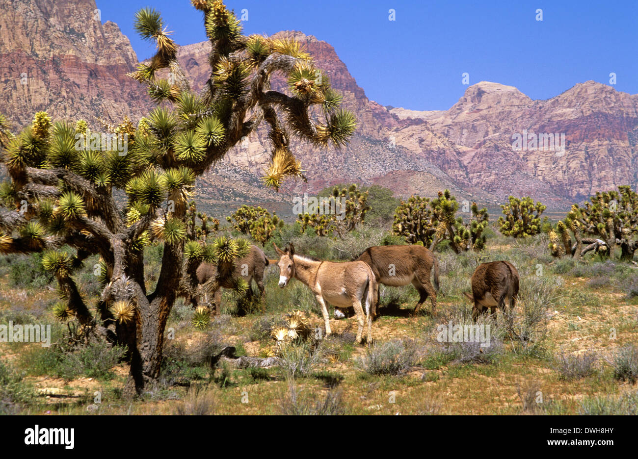 Wild burros can sometimes be spotted in the desert and canyon country ...