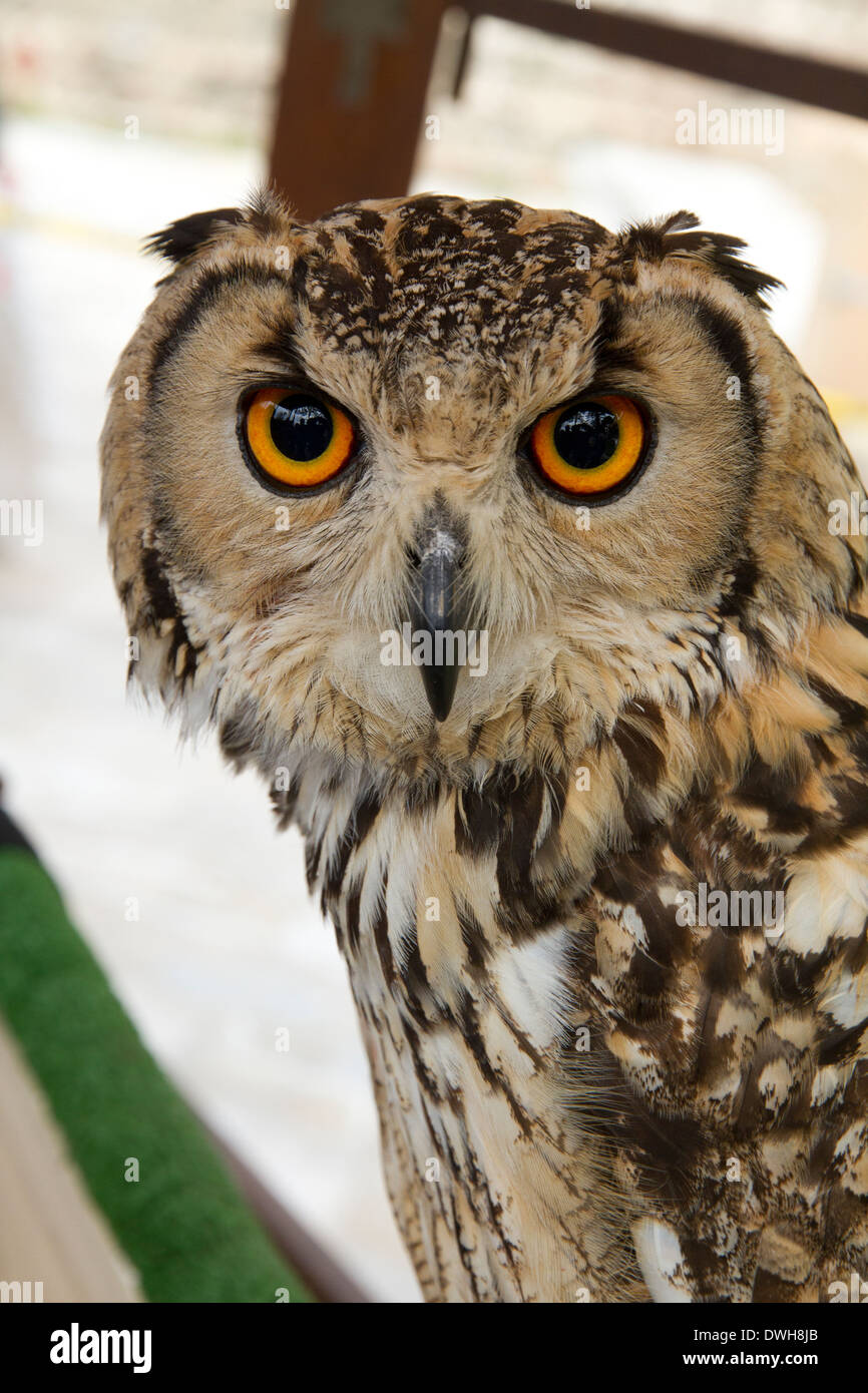 Eyes bird hi-res stock photography and images - Alamy