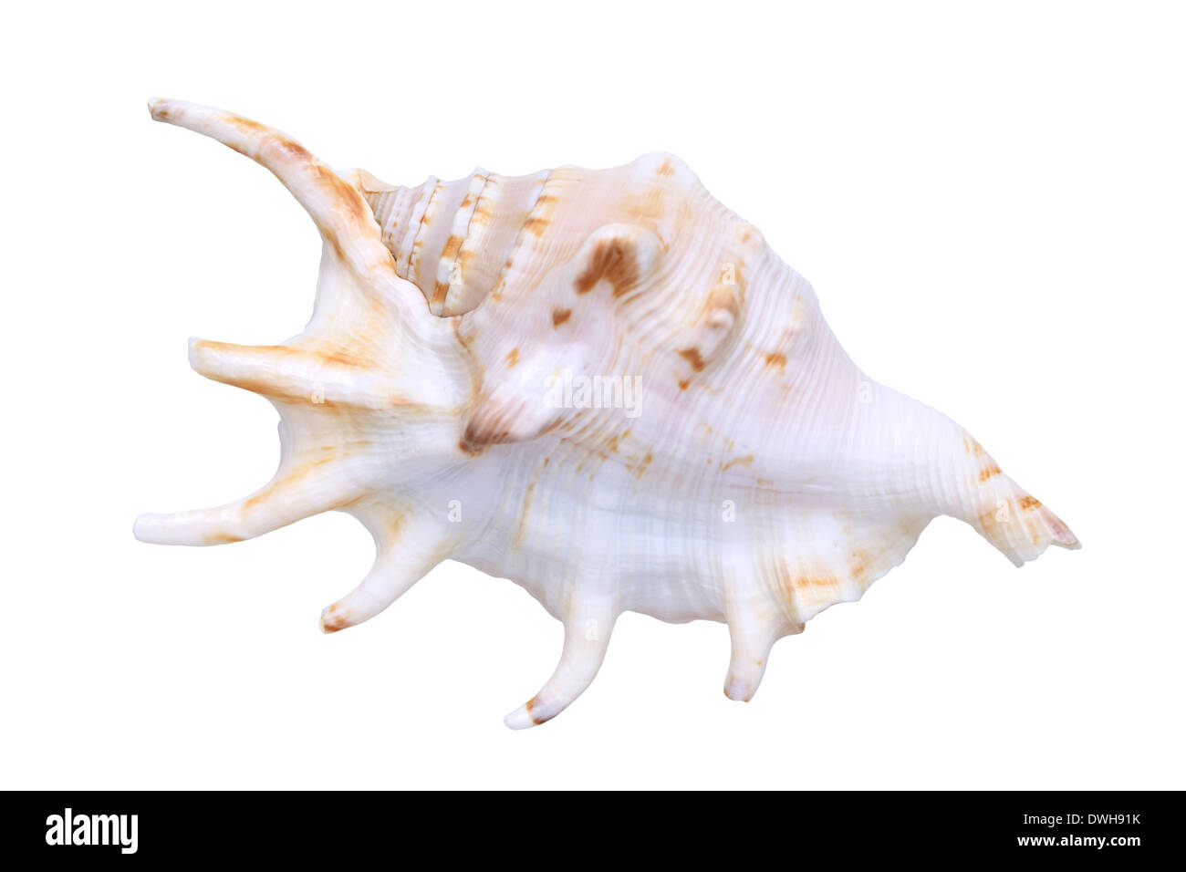 Thorn conch shell hi-res stock photography and images - Alamy