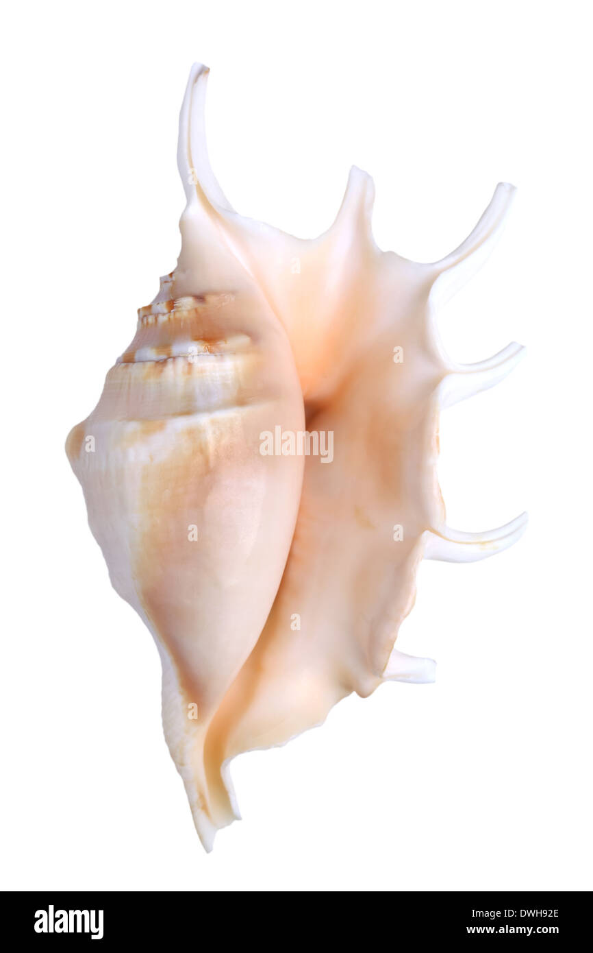 Thorn conch shell hi-res stock photography and images - Alamy