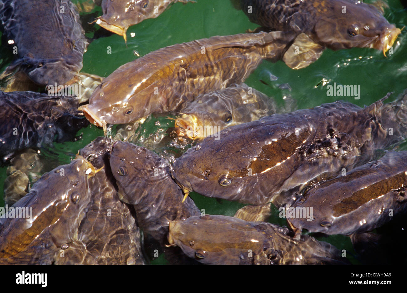 School of carp, Lake Mead, Nevada, USA Stock Photo - Alamy