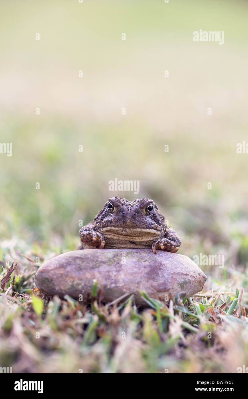Toad sitting in grass hi-res stock photography and images - Alamy