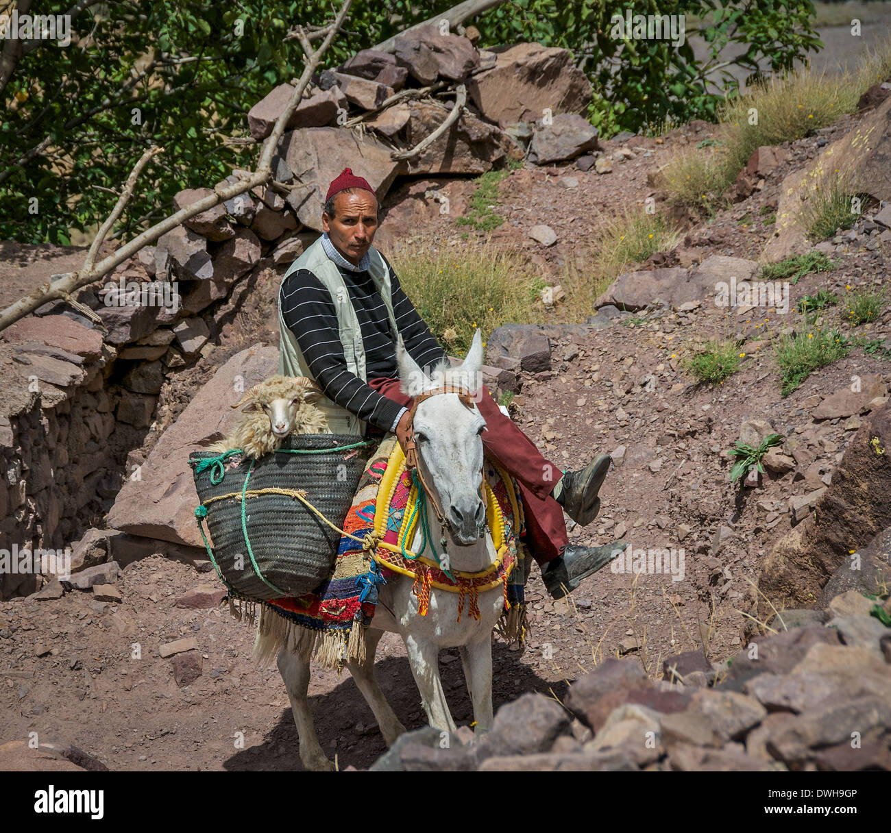 Berber Shepherd with a sheep in basket on his horse in Toubkal National ...
