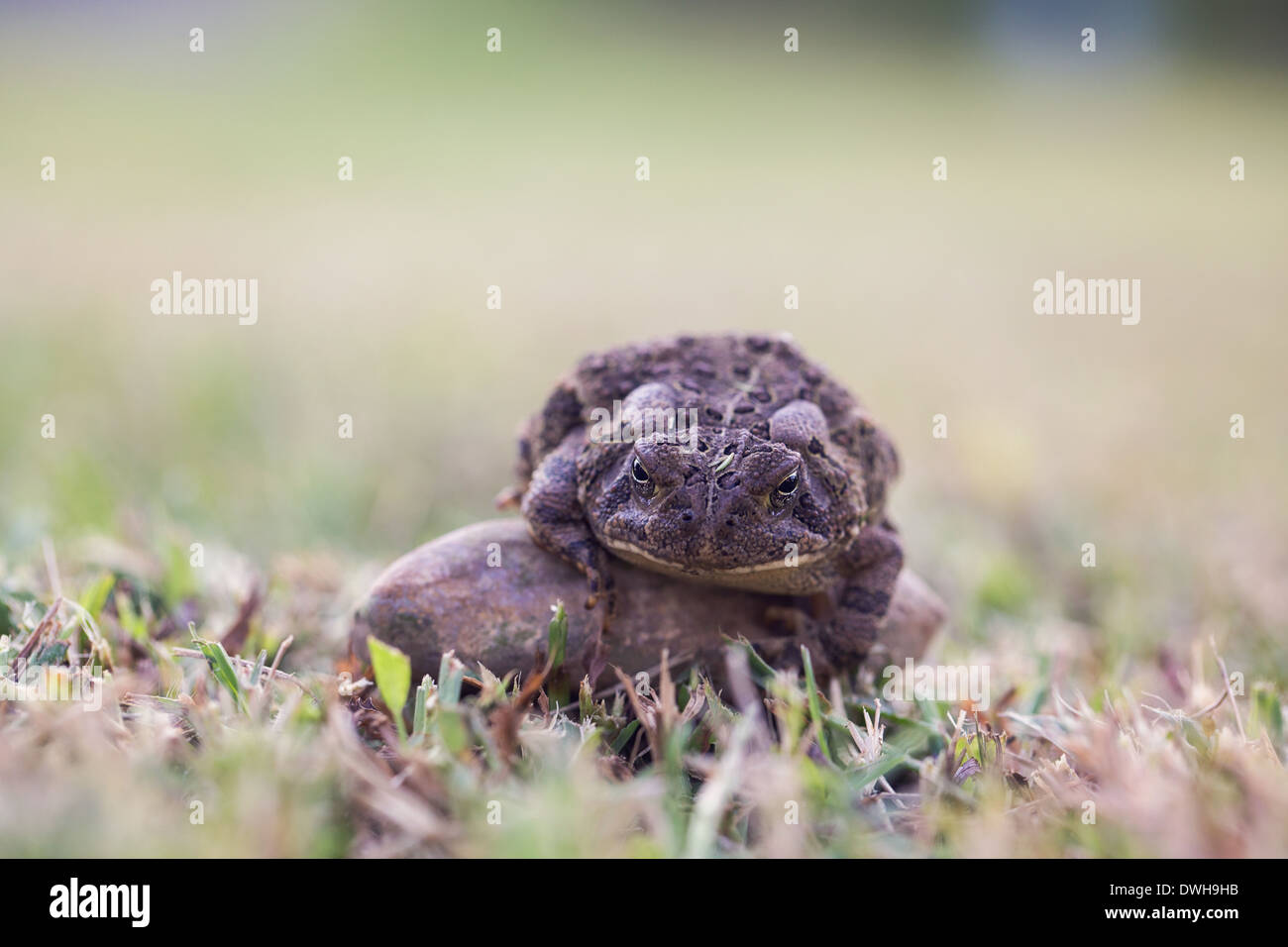 A single toad is seen sitting on a rock in the grass Stock Photo - Alamy