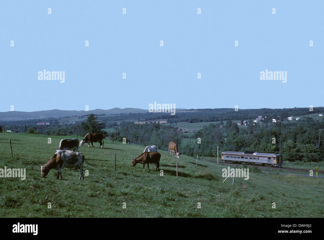 Cattle train hi-res stock photography and images - Alamy