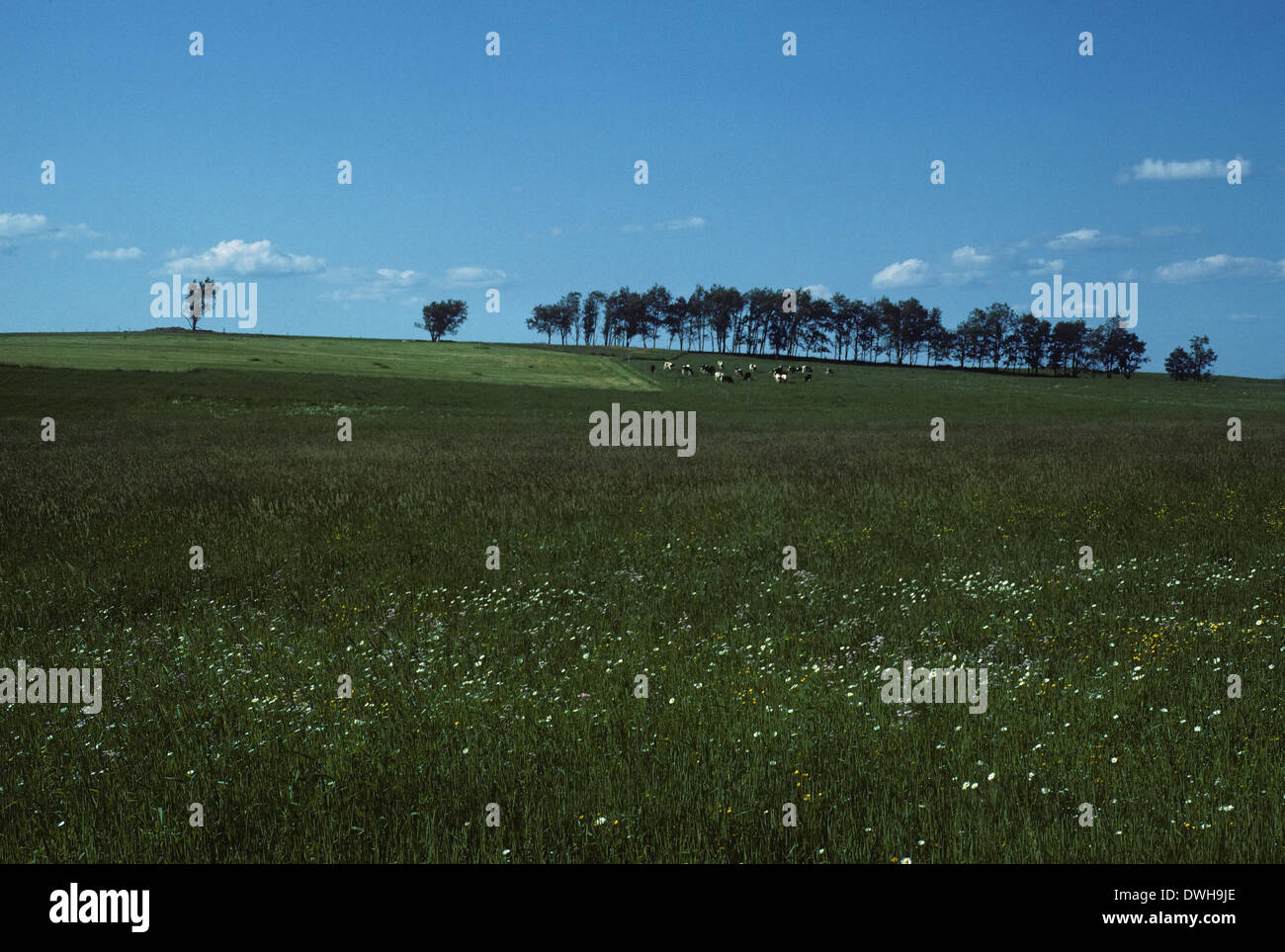 Wildflowers in quebec hi-res stock photography and images - Alamy