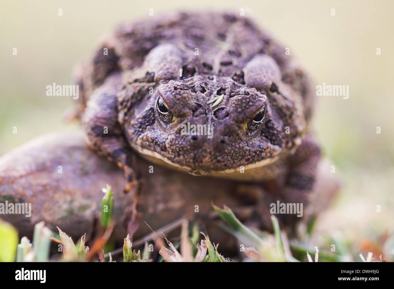 A single toad is seen sitting on a rock in the grass Stock Photo - Alamy