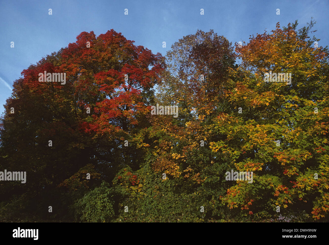 Autumn colours, Rosemere, Quebec, Canada Stock Photo - Alamy
