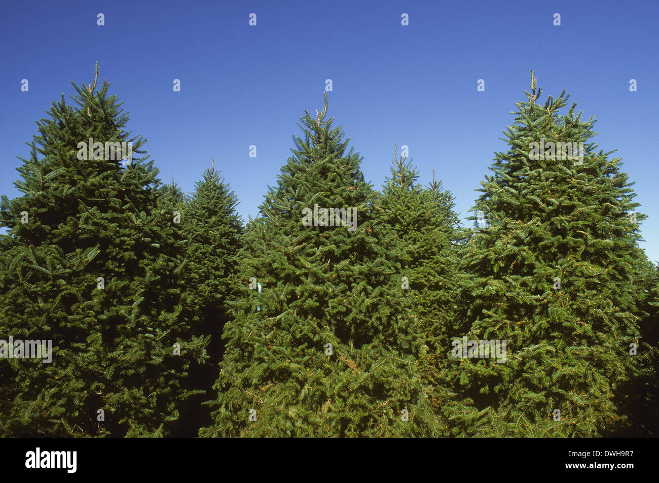 Balsam Christmas tree farm, Stanstead, Quebec, Canada Stock Photo - Alamy