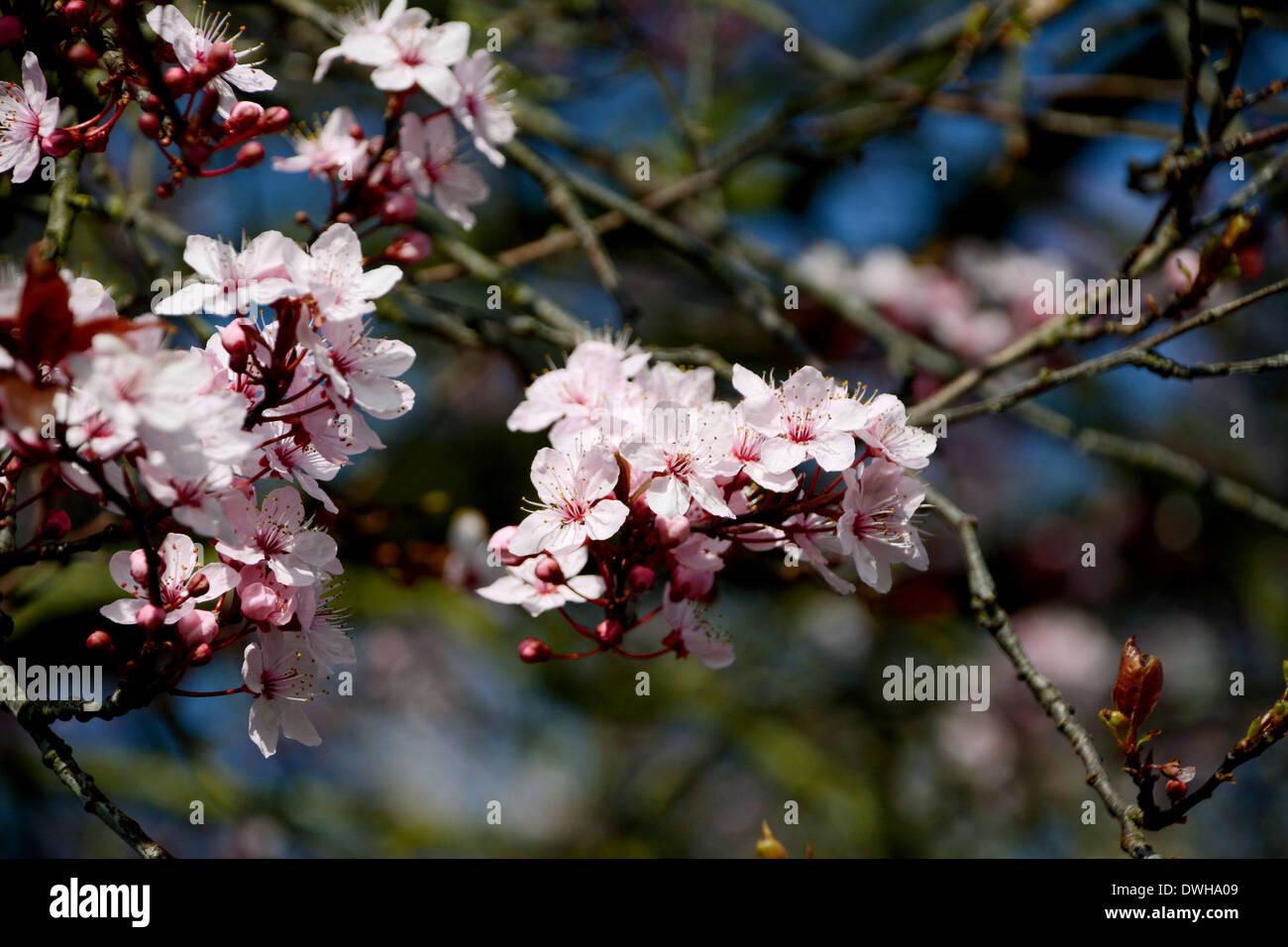 Closeup cherry spring tree hi-res stock photography and images - Alamy