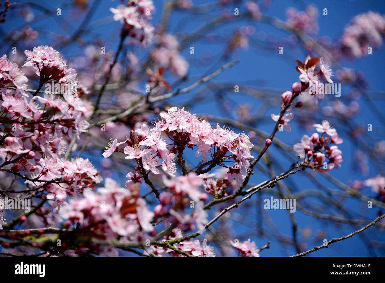 Ornamental cherry tree hi-res stock photography and images - Alamy