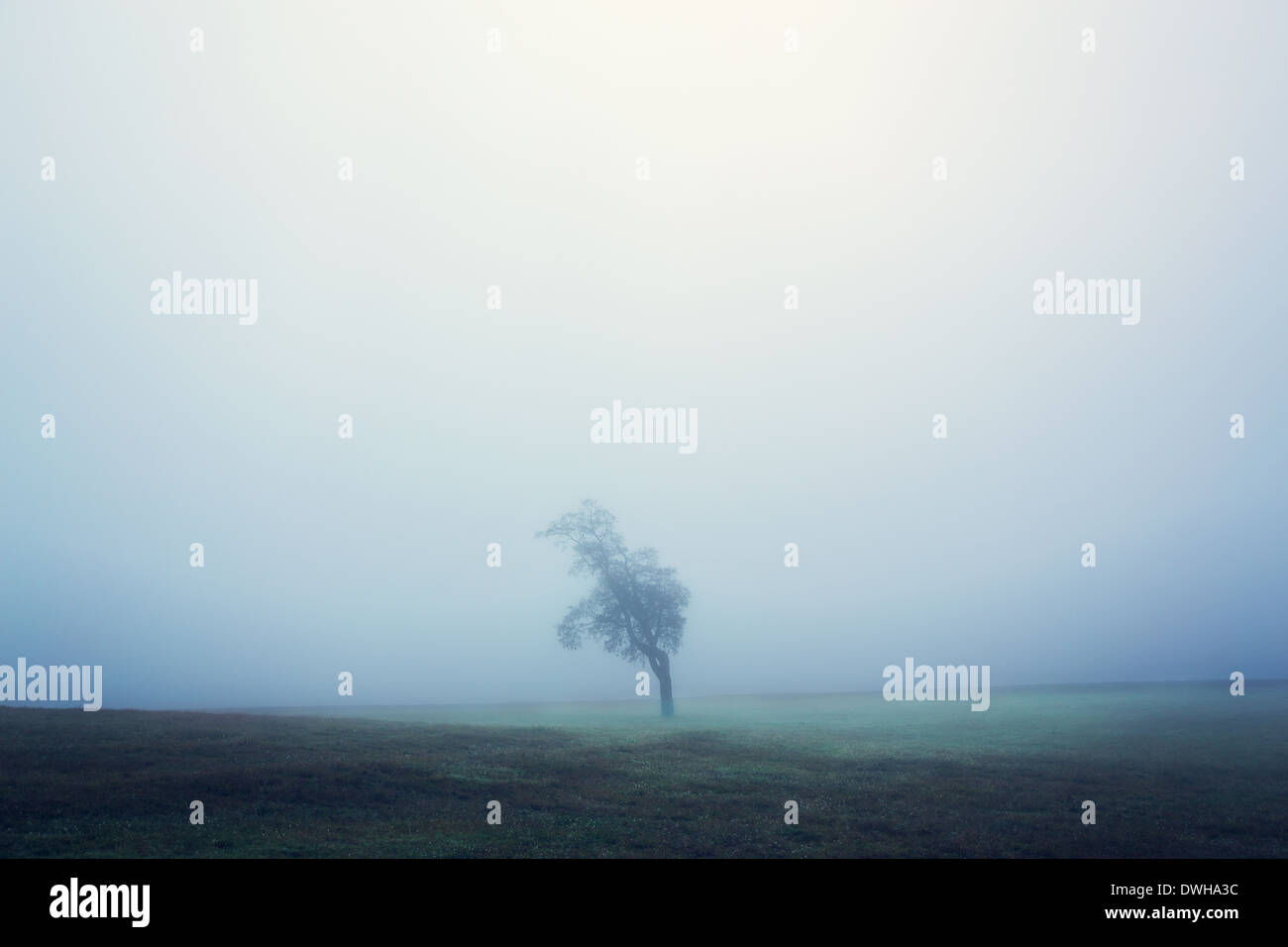 Tree silhouette heavy fog hi-res stock photography and images - Alamy