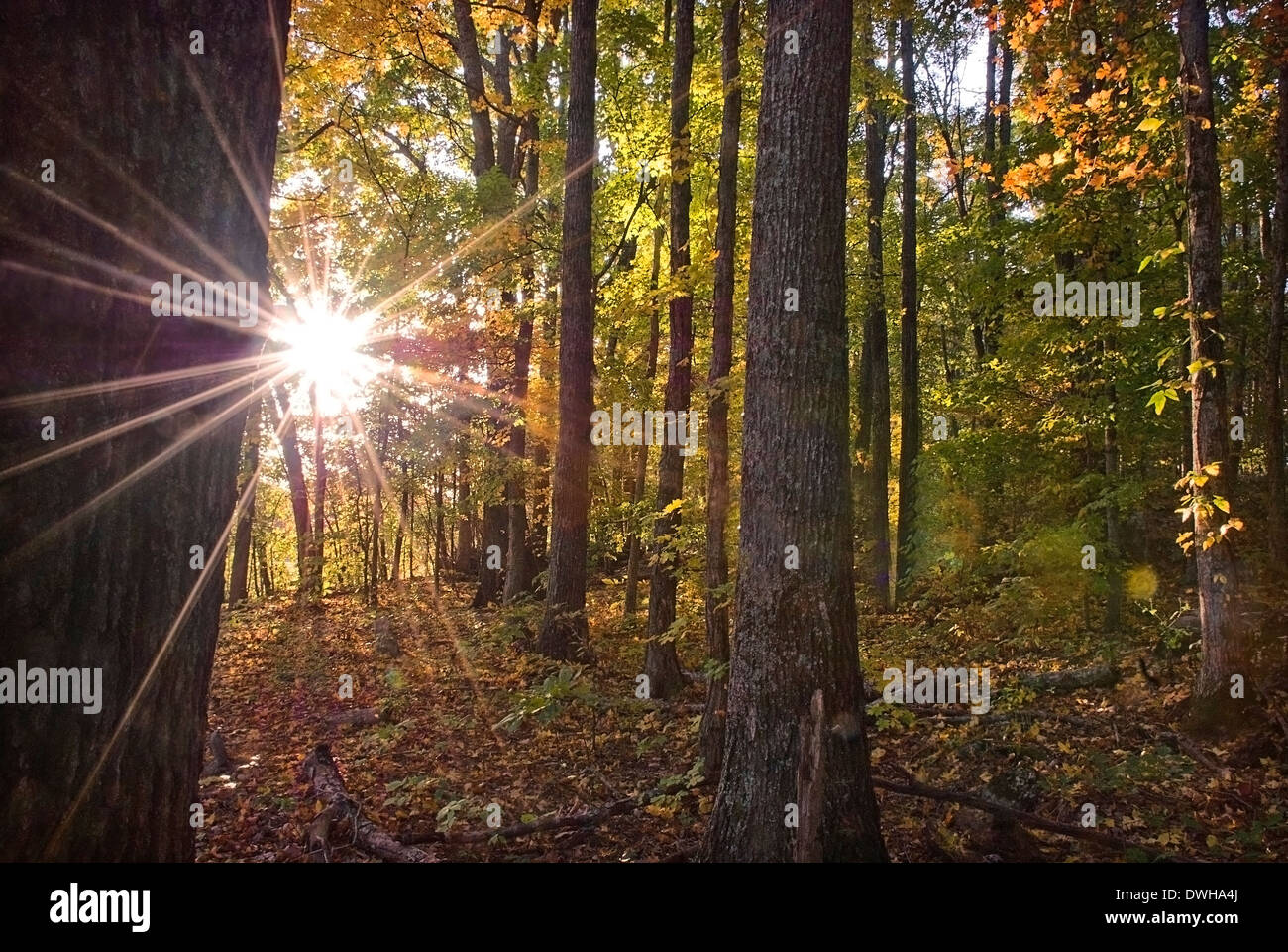 Sun rays peeking through forest hi-res stock photography and images - Alamy