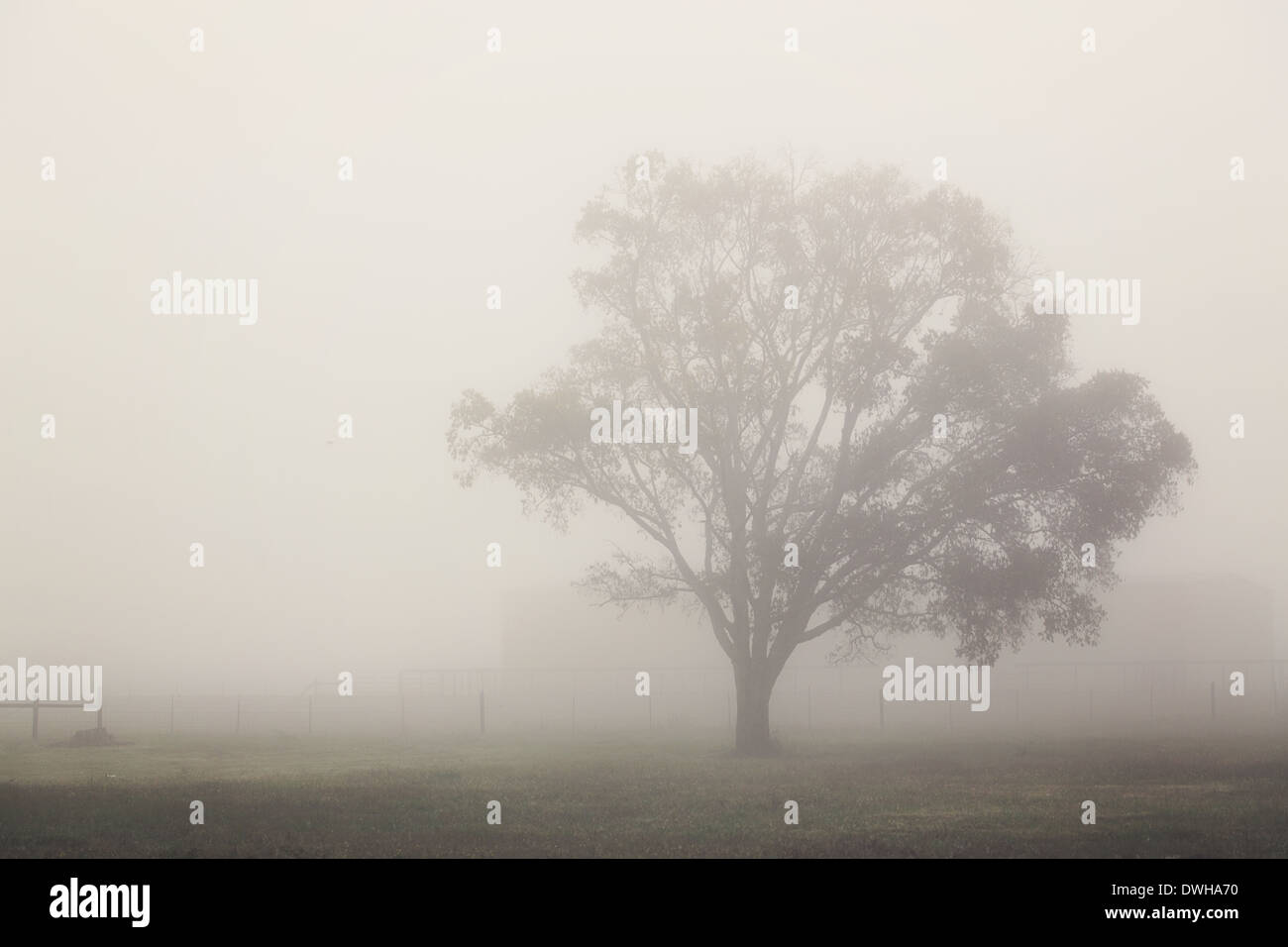 Tree silhouette heavy fog hi-res stock photography and images - Alamy