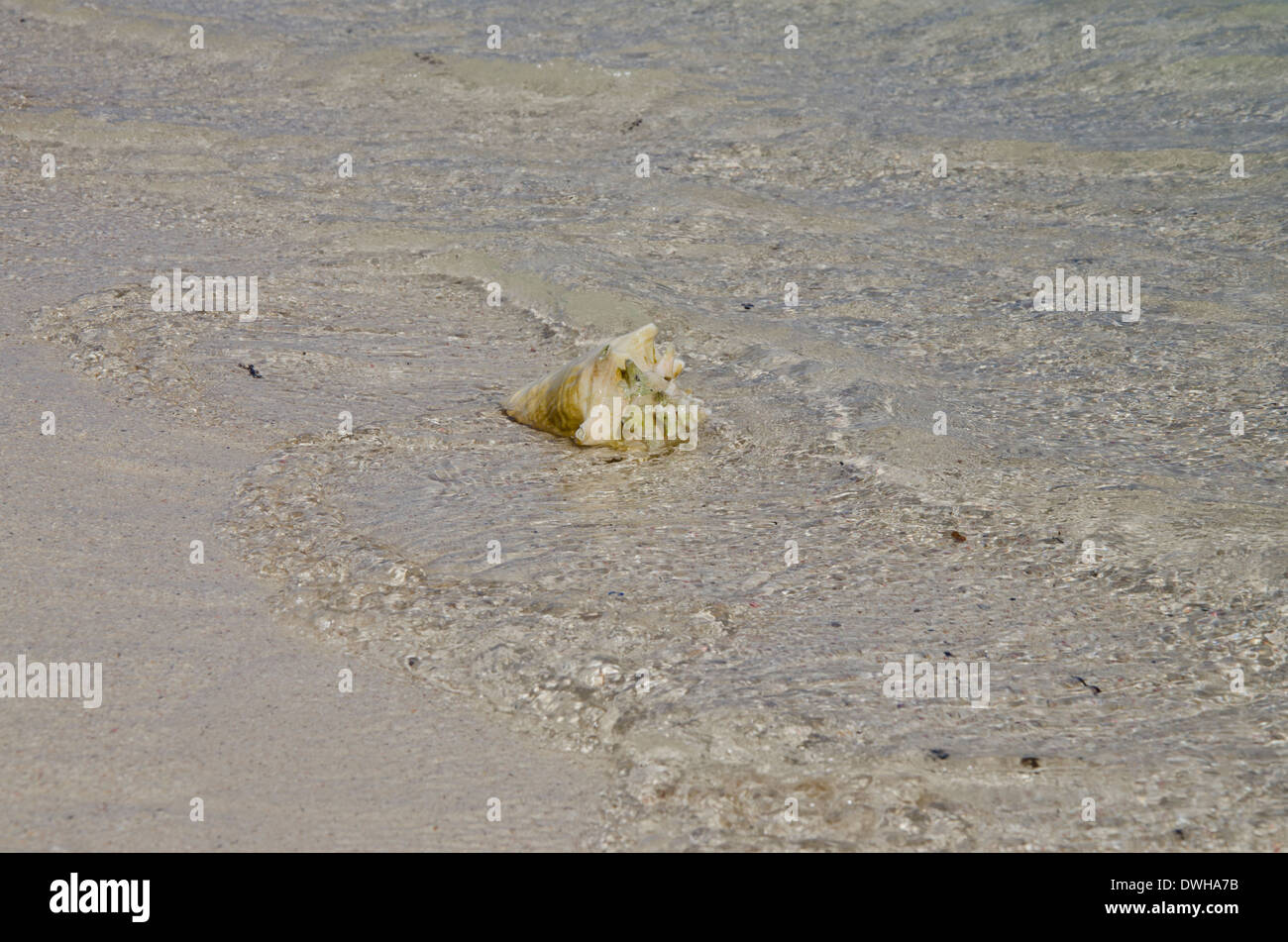 Belize, Caribbean Sea, Stann Creek District, South Water Caye. UNESCO ...