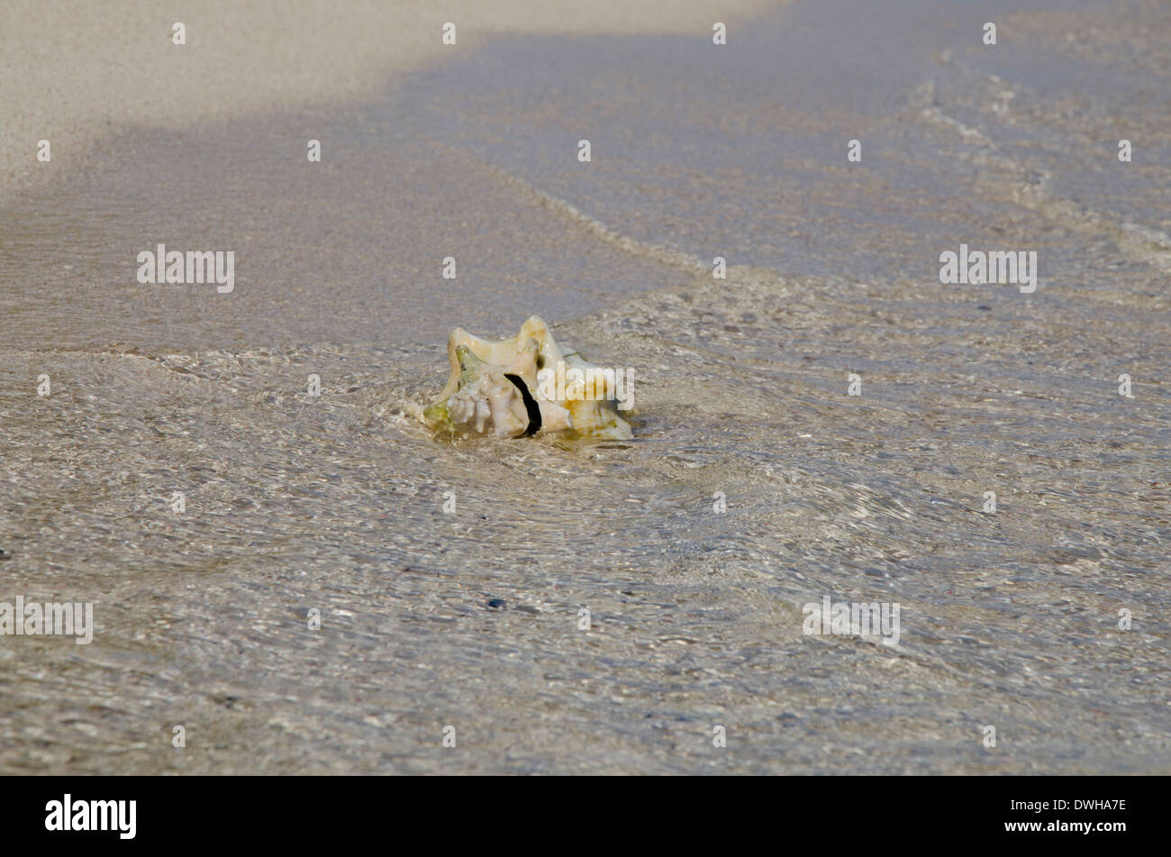 Belize, Caribbean Sea, Stann Creek District, South Water Caye. UNESCO ...