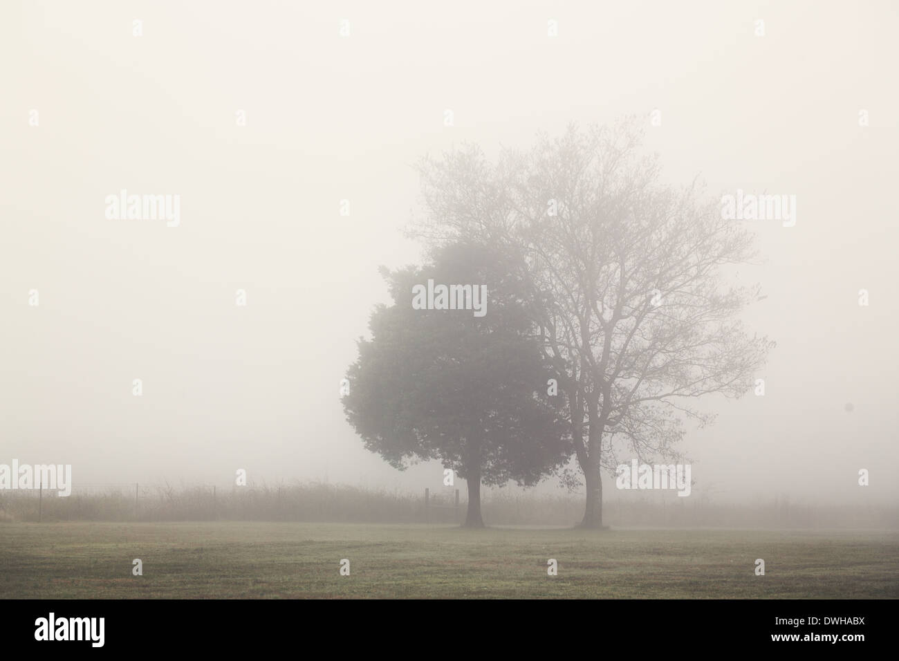 Trees are silhouetted in heavy fog Stock Photo - Alamy