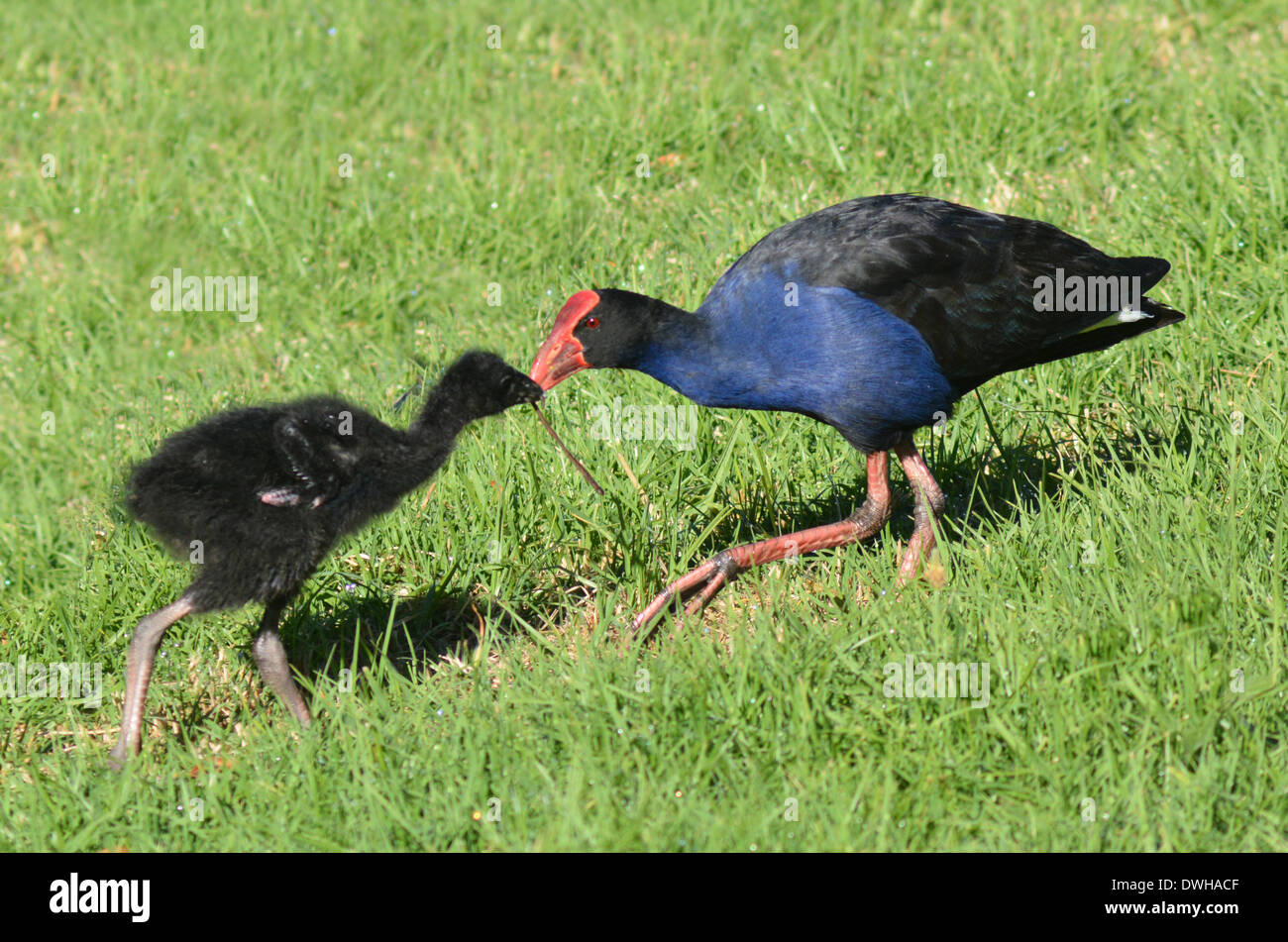 Pukeko Native New Zealand Bird High Resolution Stock Photography and ...
