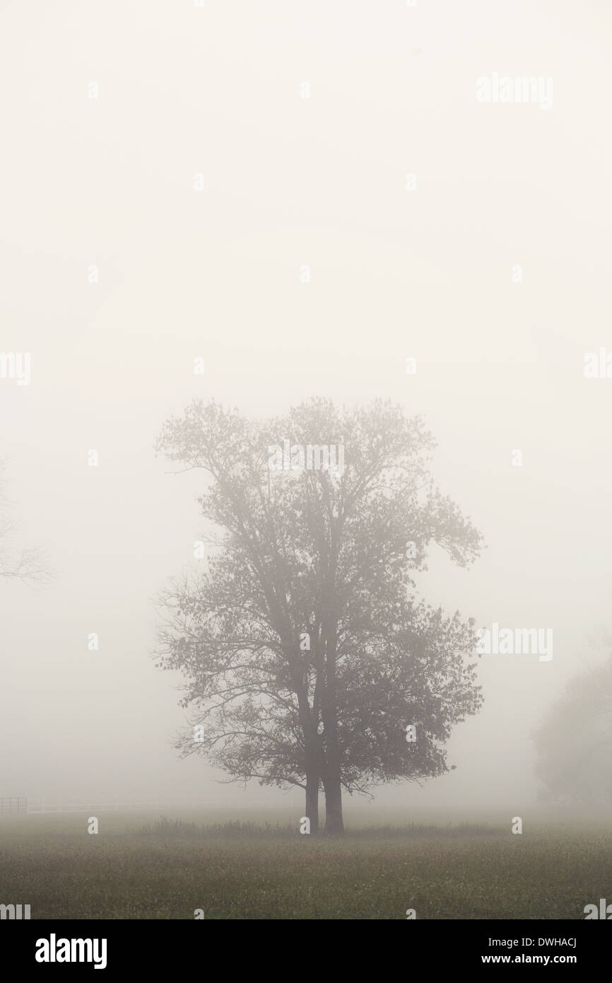 Tree Silhouette Heavy Fog High Resolution Stock Photography and Images ...