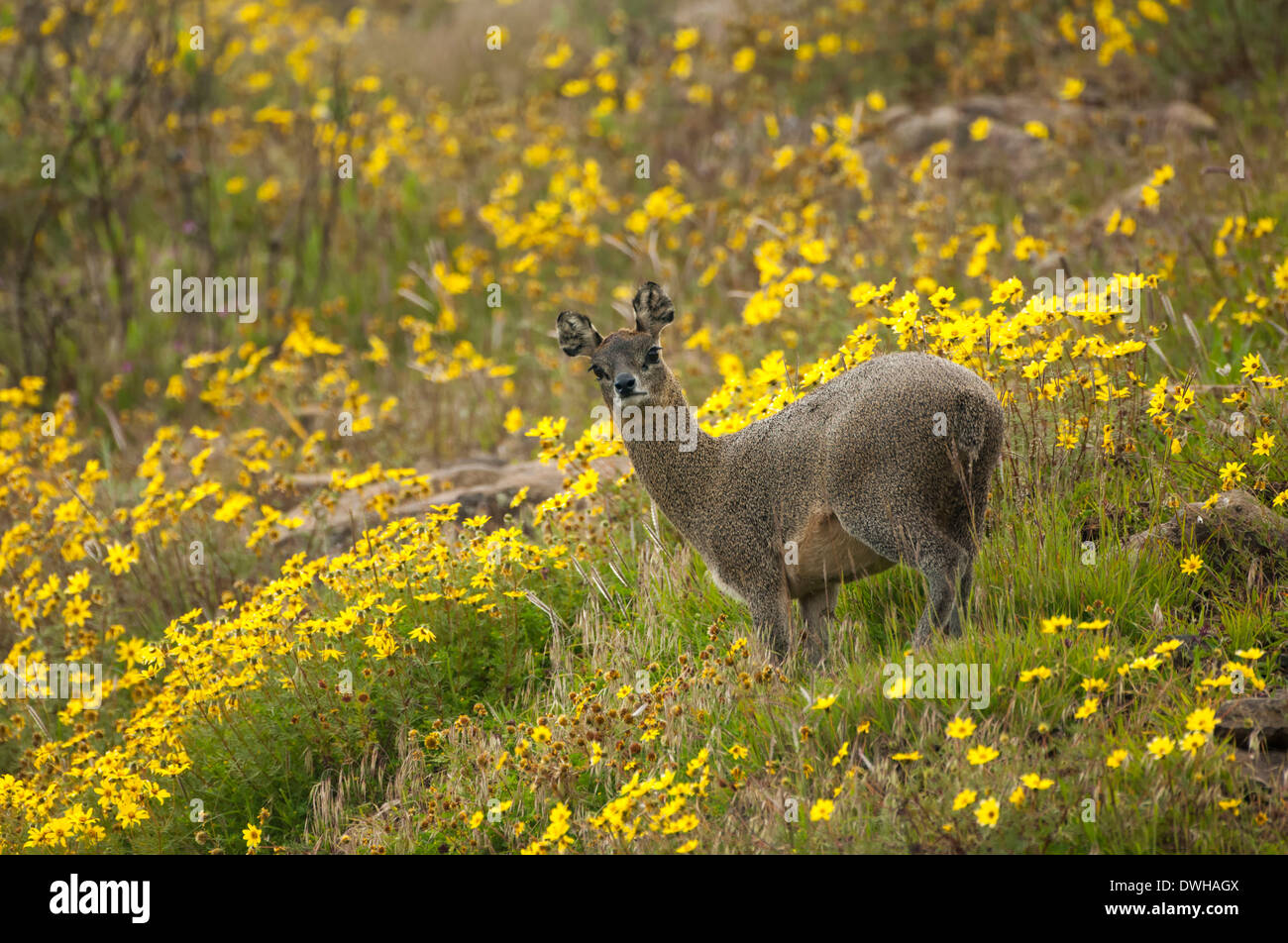 Klipspringer hi-res stock photography and images - Alamy