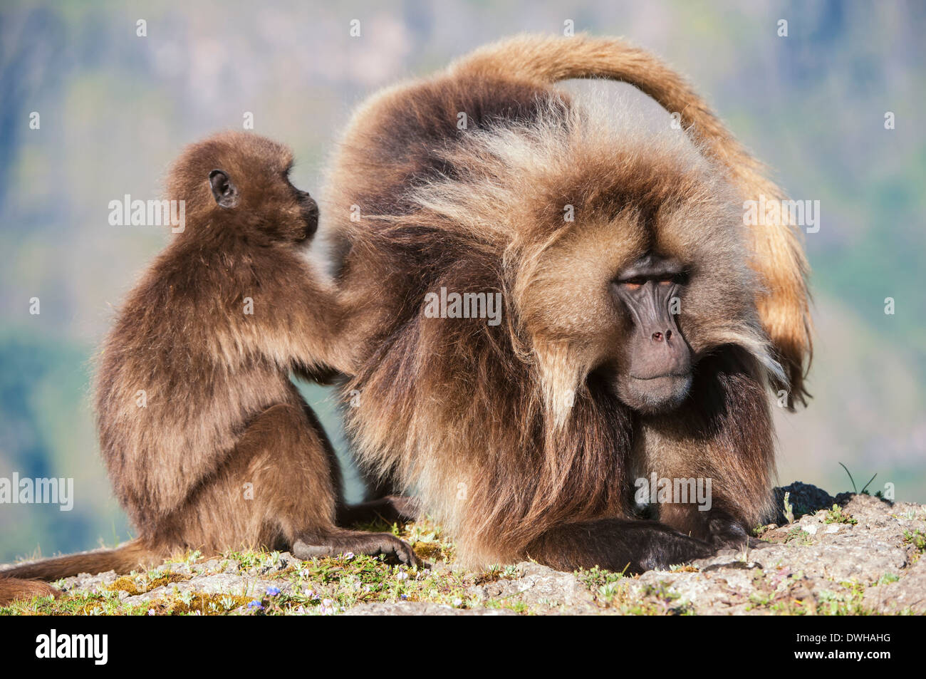 Gelada grooming hi-res stock photography and images - Alamy