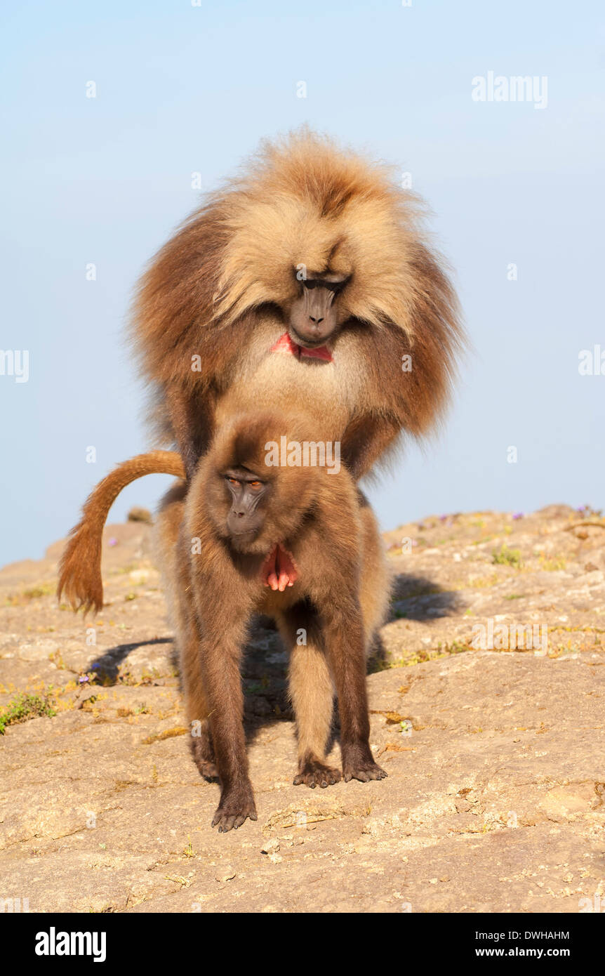 Baboon Mating High Resolution Stock Photography and Images - Alamy