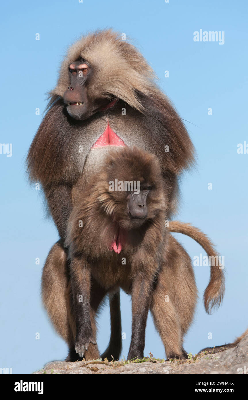 Gelada baboons mating hi-res stock photography and images - Alamy