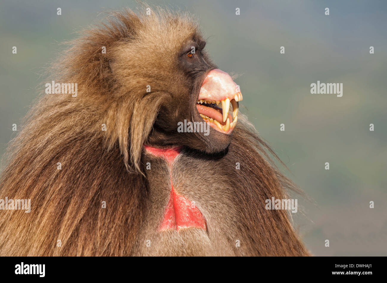 Male gelada theropithecus gelada in the simien mountains national park ...